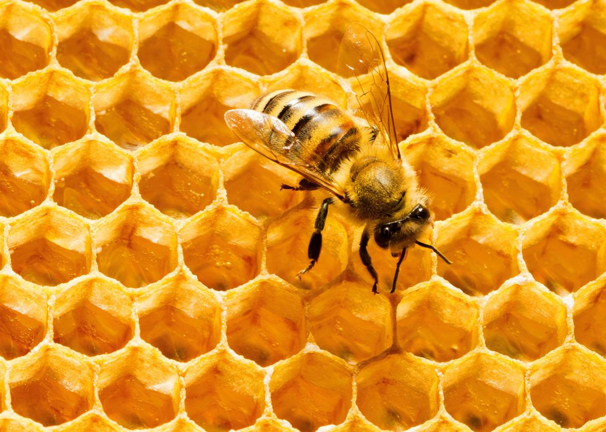Hexagons are the most scientifically efficient packing shape, as bee ...