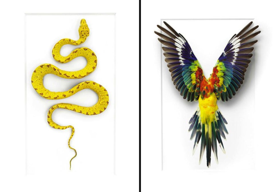 Christopher Marley photographs the natural world in his book, Biophilia.