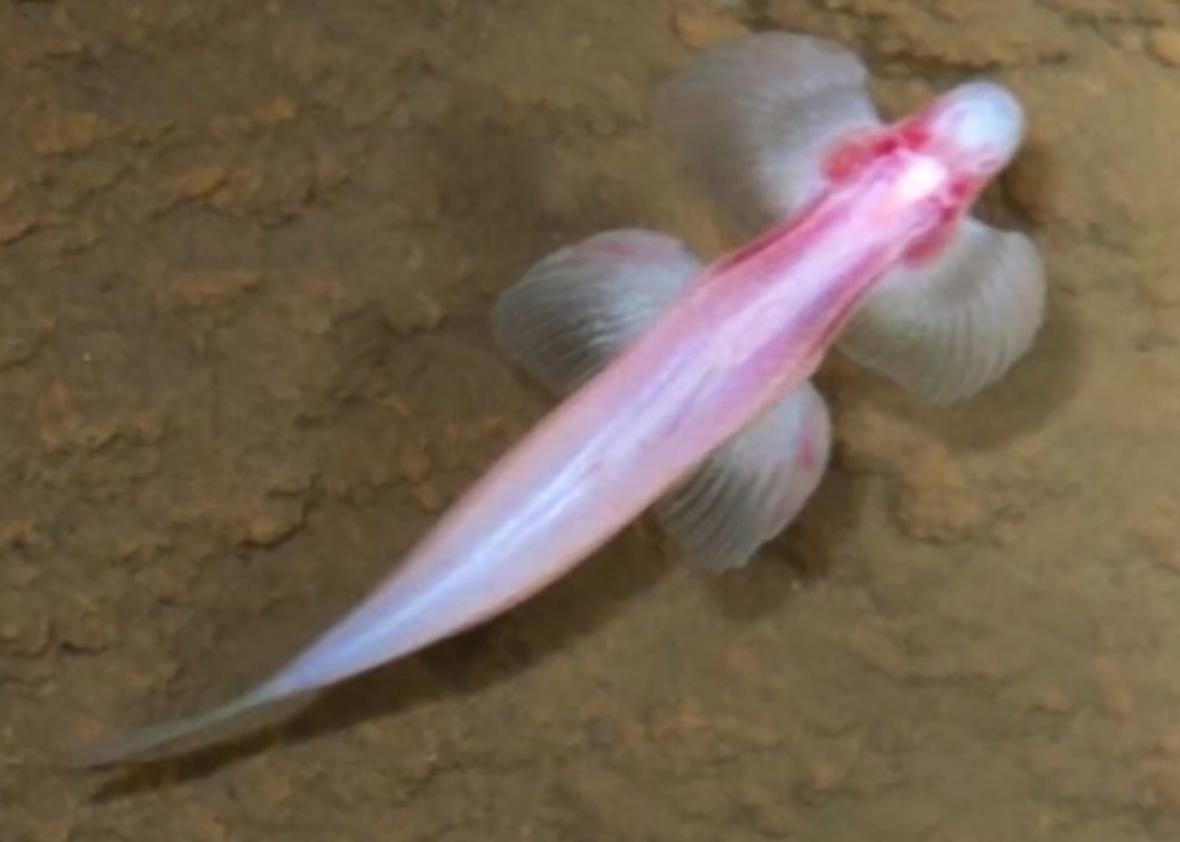 Cavefish walks up waterfalls in Thailand, an evolutionary milestone ...