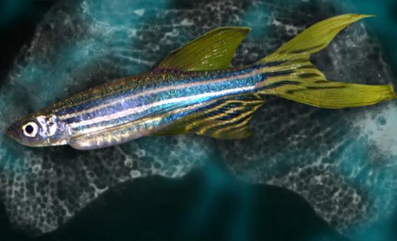 Zebrafish brain footage: Video shows first-ever image of a brain ...
