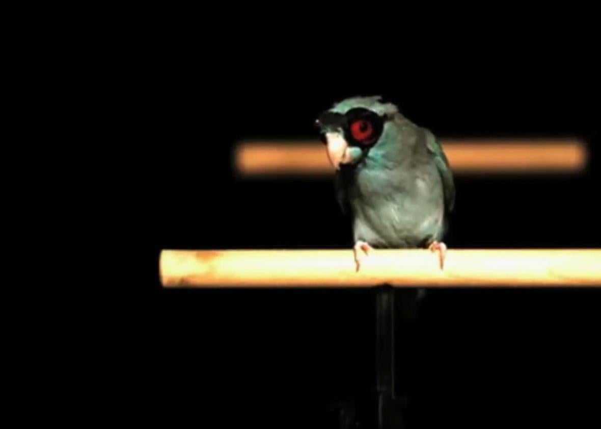 Parrot wearing tiny goggles reveals secrets of flight (VIDEO).