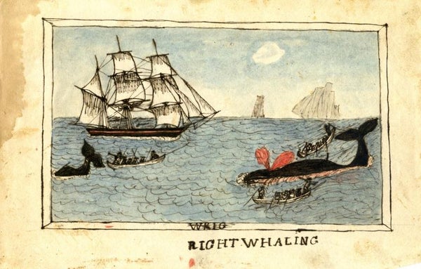 History of whaling: Whaling art found in a logbook.