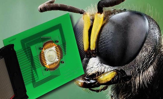 Bug’s-eye camera: Ant-like digital camera captures the insect perspective.