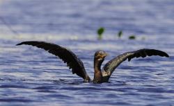 Cormorant’s deep-dive-video footage amazes researchers.