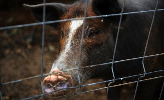 When pigs attack: Do livestock intentionally kill people?