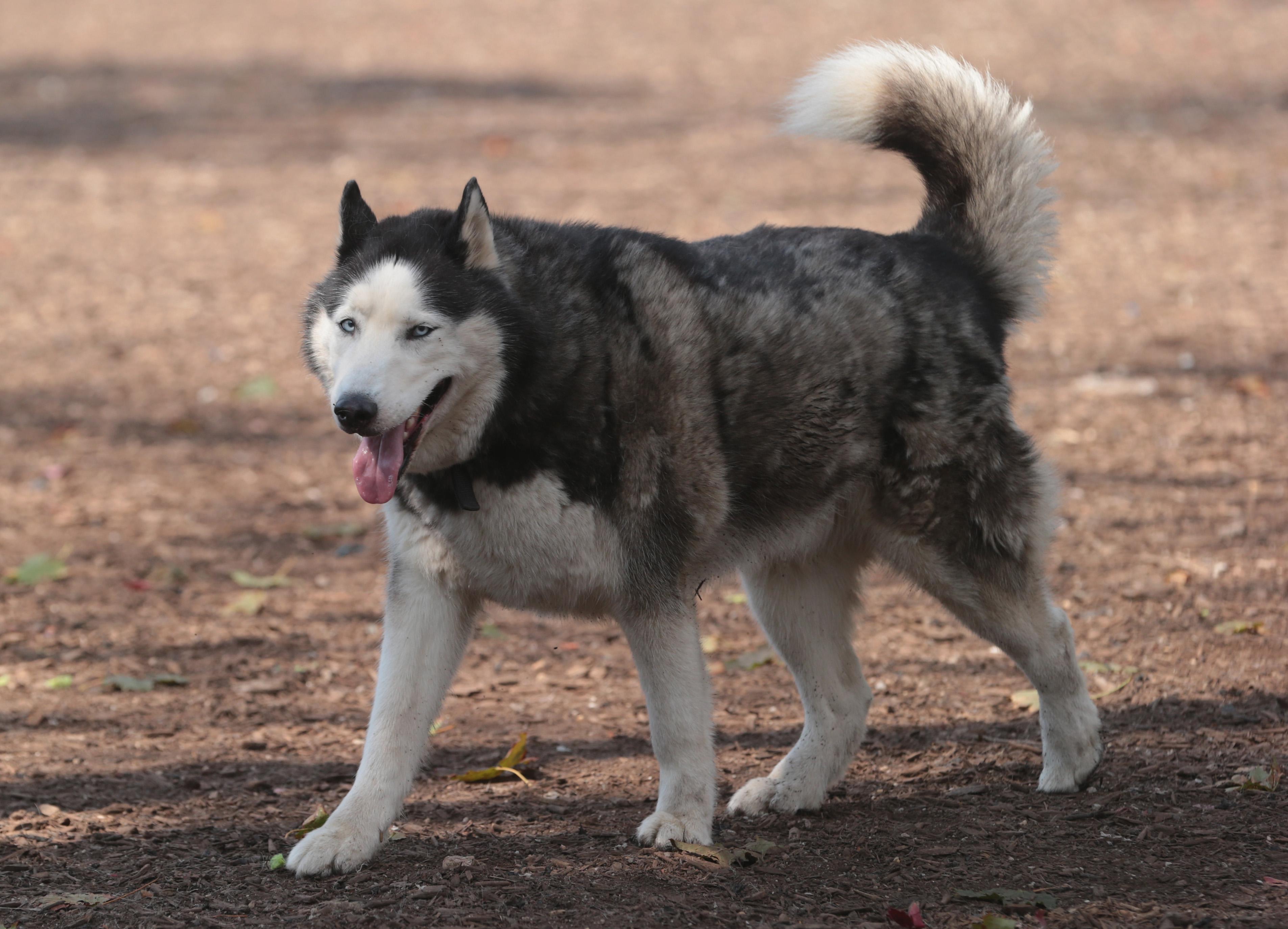 14 Can Dogs Give Humans Stds Home 14 Can Dogs Give Humans Stds Home