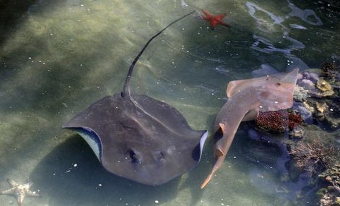 Stingray, IMSI catcher: FBI documents shine light on controversial ...