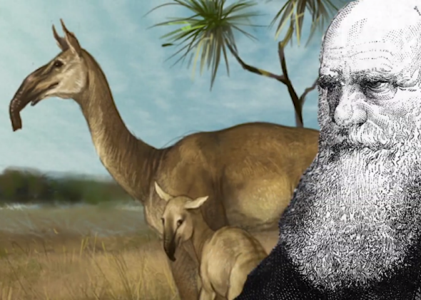 Darwin’s “strangest animals” in South America, identified (VIDEO).