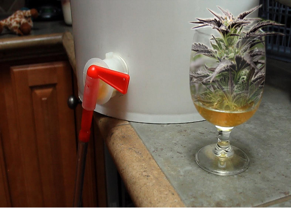 Weed beer: How to brew pot-infused High-PA, a cannabis beer from ...