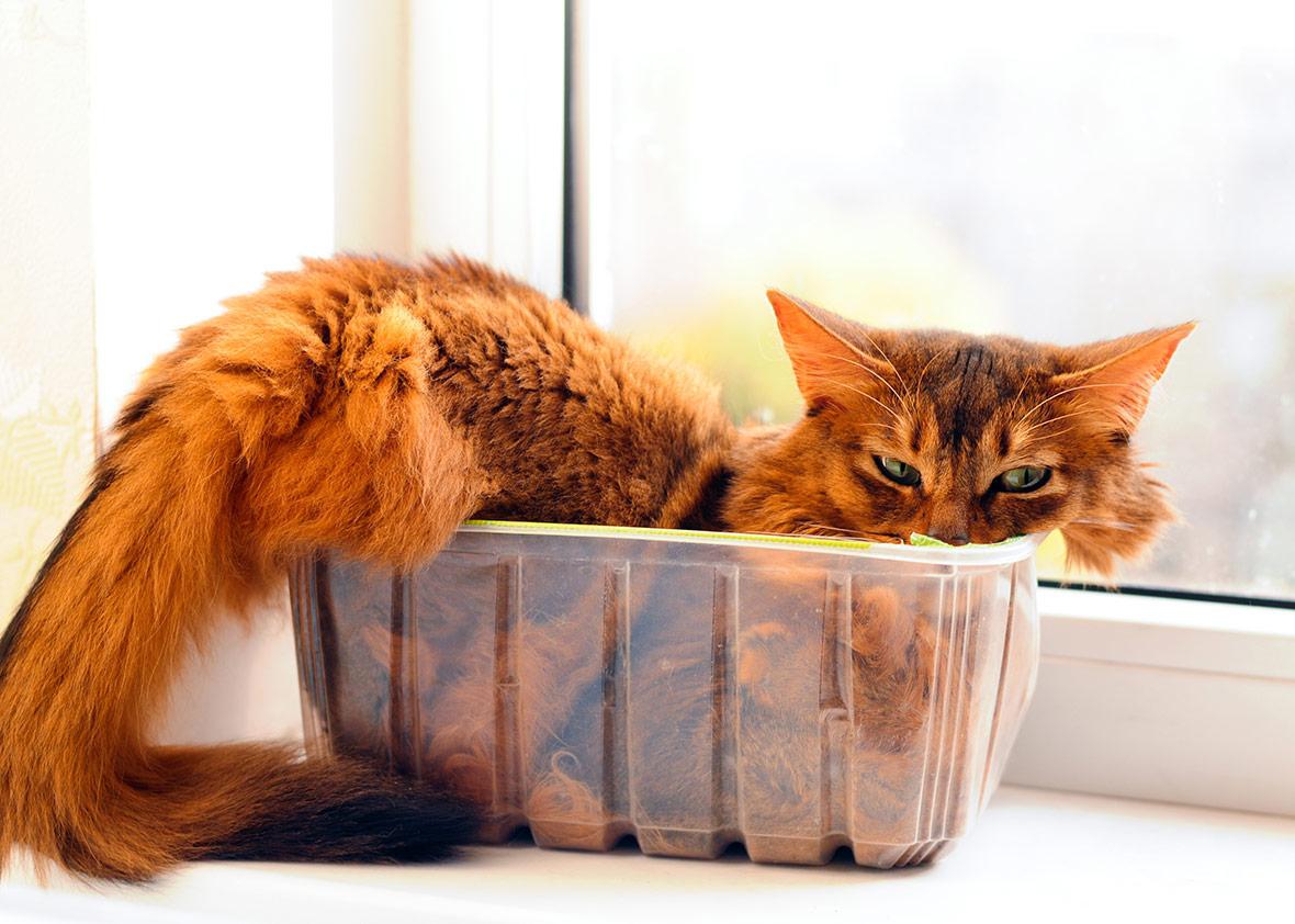 How assessing if a cat is a liquid advanced science.