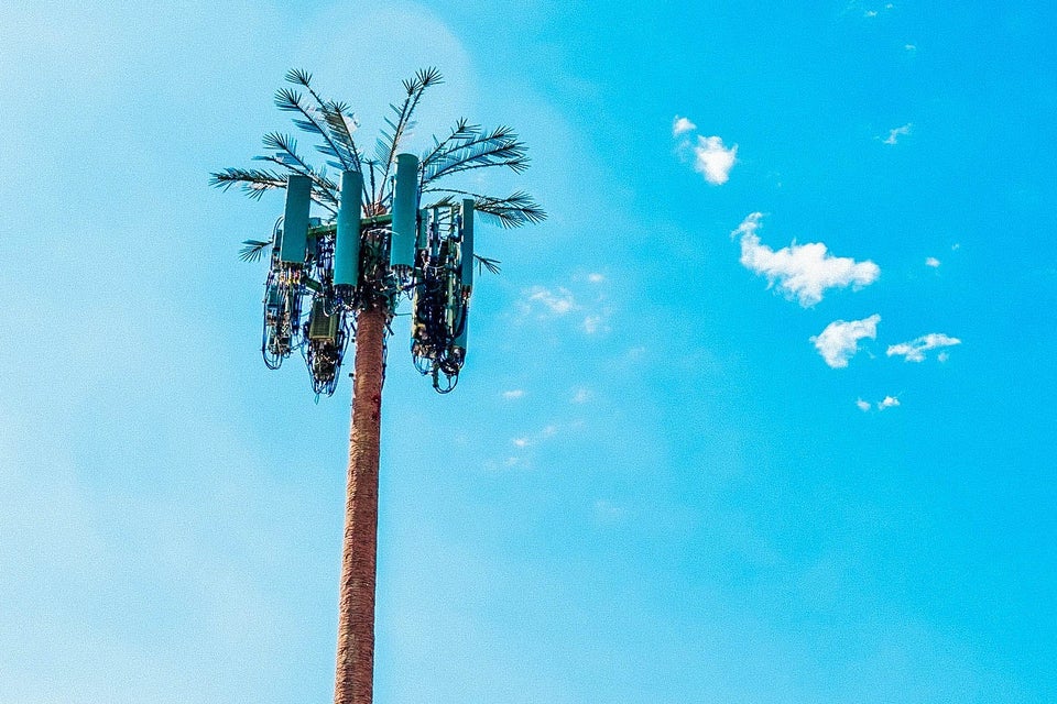 99% Invisible City: The history of fake-tree cellphone towers.