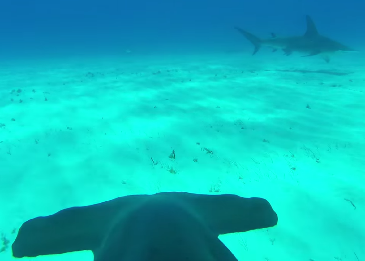Shark GoPro video: Hammerhead-mounted camera will give a new ...