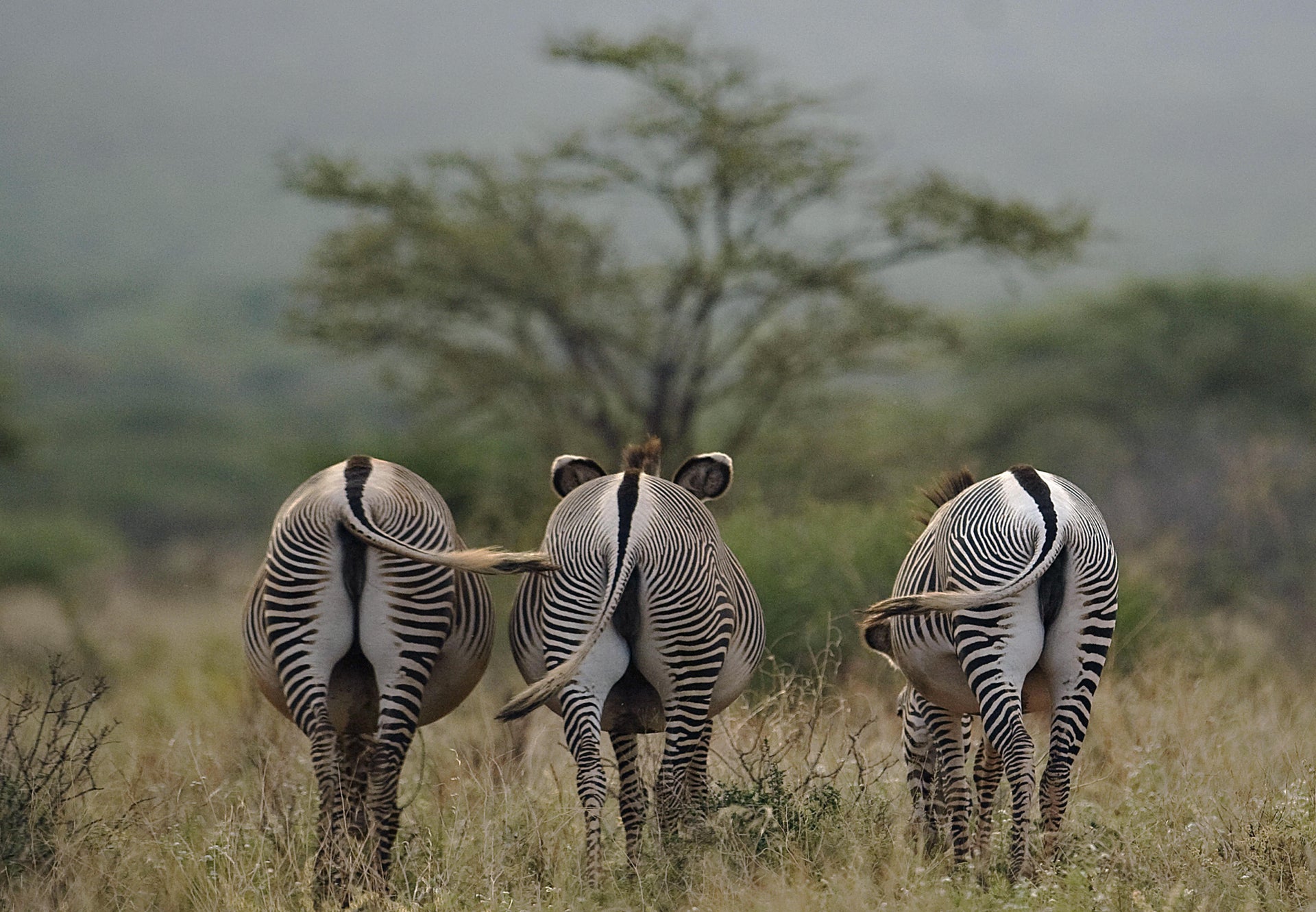 Can zebras be domesticated and trained?
