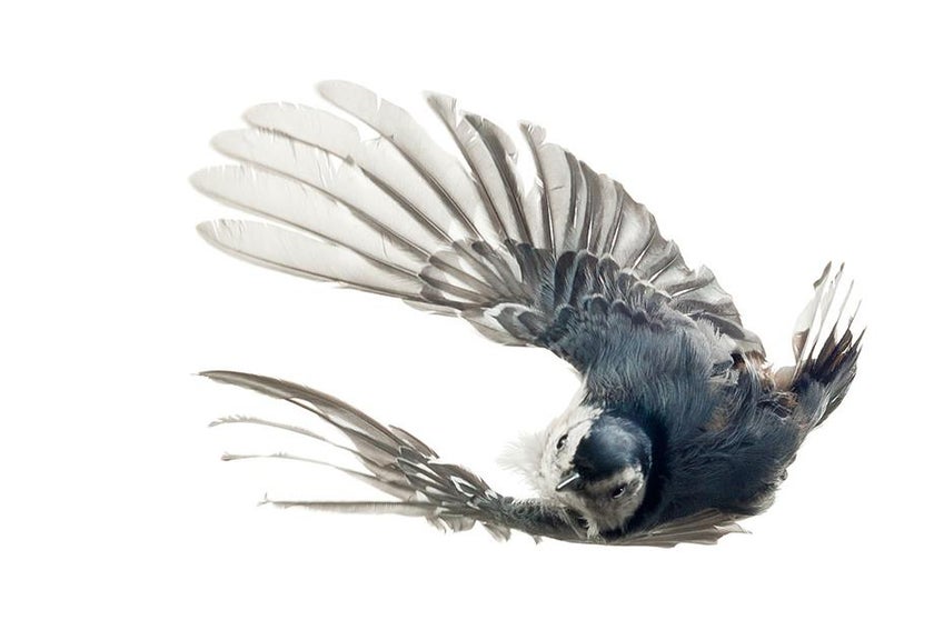 "Aviary" is a study of birds in flight captured in photo-booth style ...