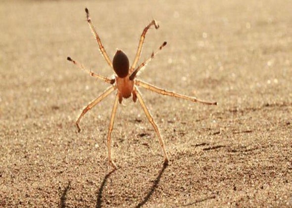 Somersaulting spider: Moroccan desert spider Cebrennus rechenbergi uses ...