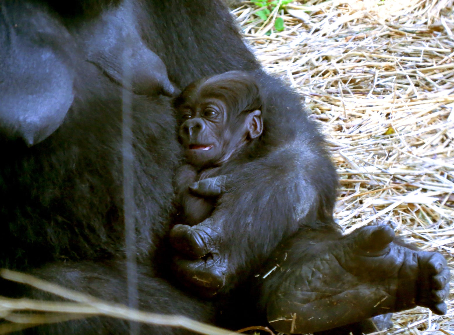 Monogamy evolutionary roots: Study shows two-parent primates developed ...