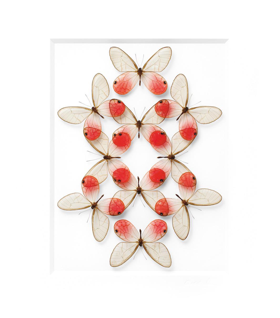 Christopher Marley photographs the natural world in his book, Biophilia.