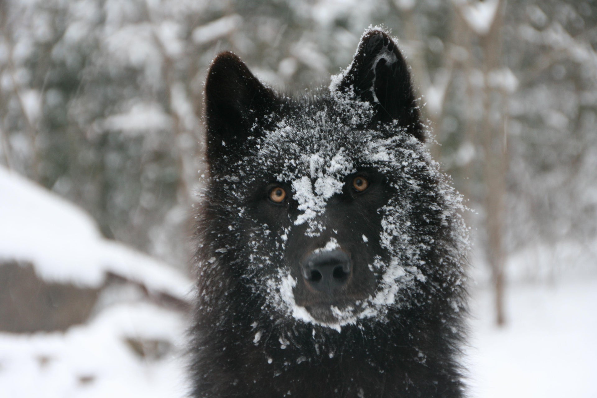 Wolf captive breeding and reintroduction: Raising wolves to be wild.