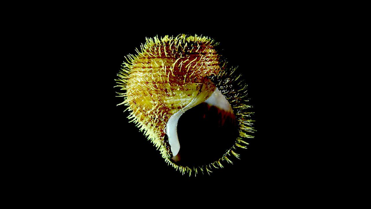 Joe Strummer punk-rock snail: Deep-sea creature named for The Clash ...