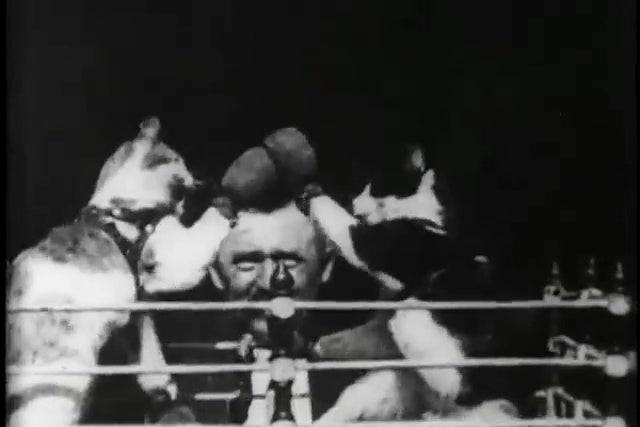 Anatomy of a scene: The part of “The Boxing Cats (Prof. Welton’s ...