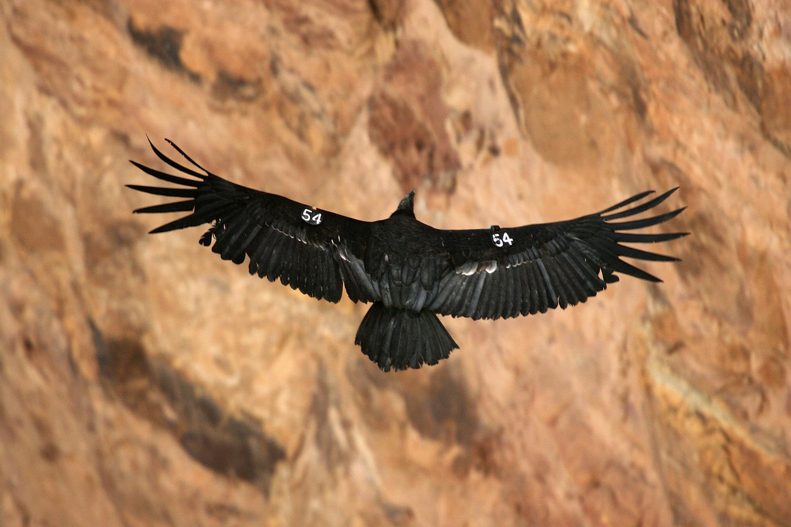 Conservation biologists drove two species to extinction: California ...