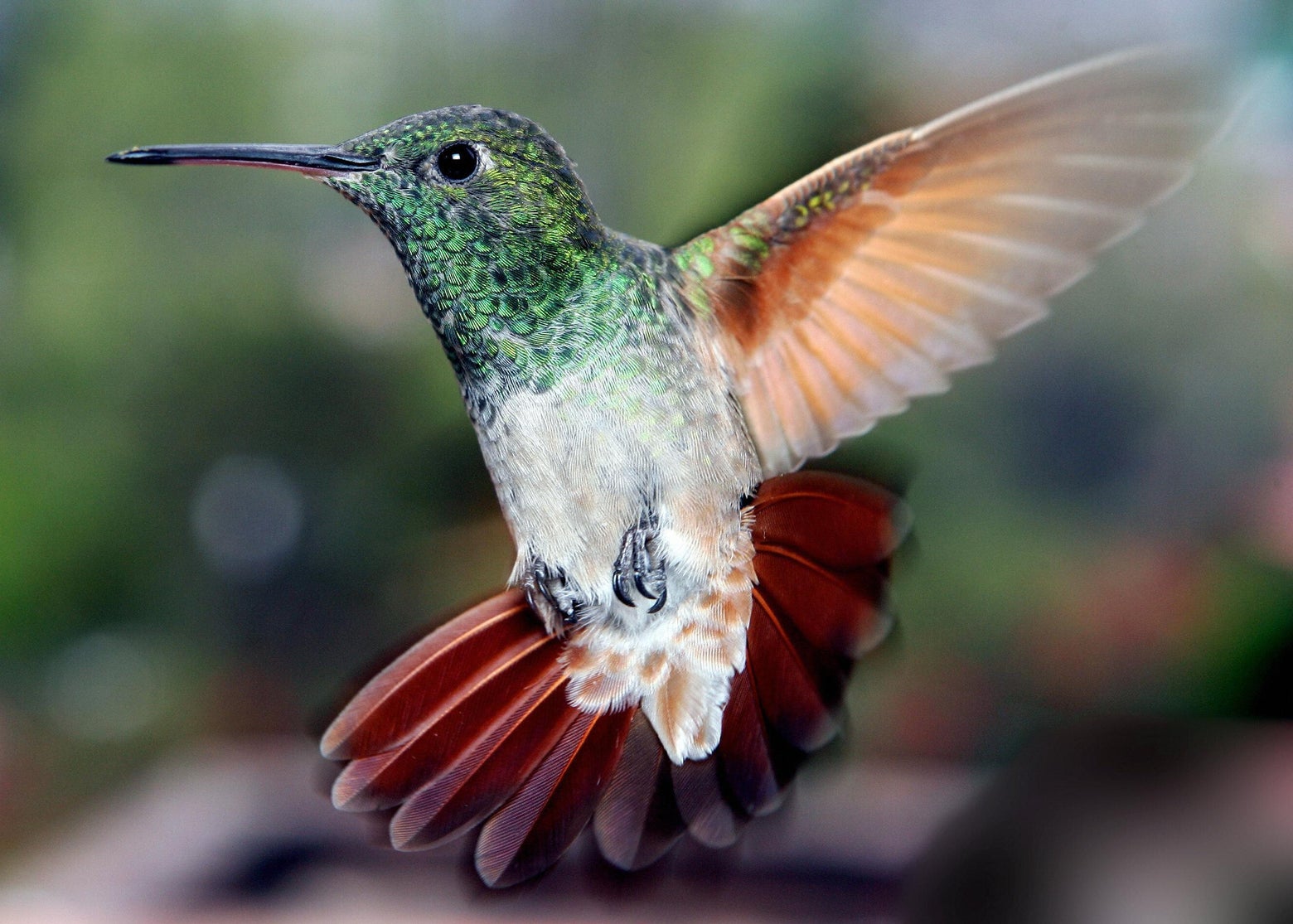 Turkeys vs. hummingbirds in central banking.