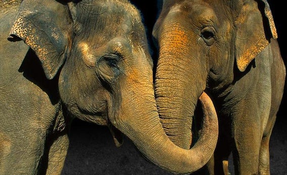 Elephants show empathy and reassure each other: Watch video of research ...