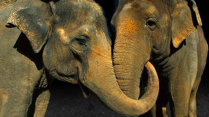 Elephants show empathy and reassure each other: Watch video of research ...