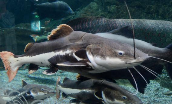 Catfish eats bird: Video shows French fish with unusual pigeon-eating ...