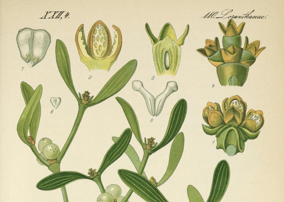 Here’s the thing about mistletoe: It’s a parasite.