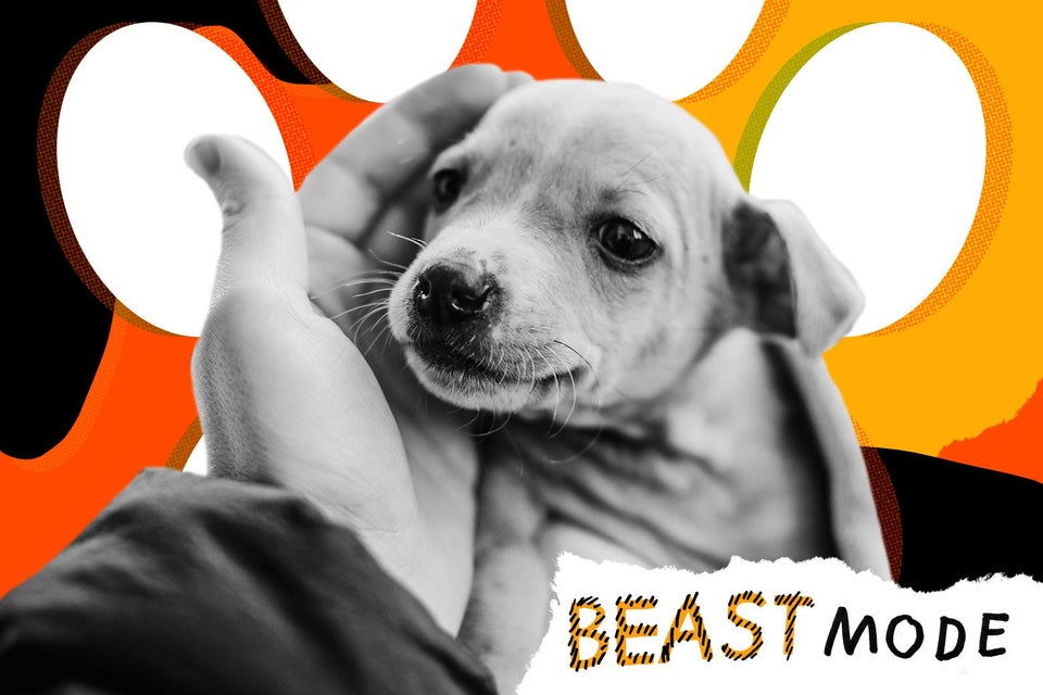 Pet store puppy shame: pet advice from Beast Mode.