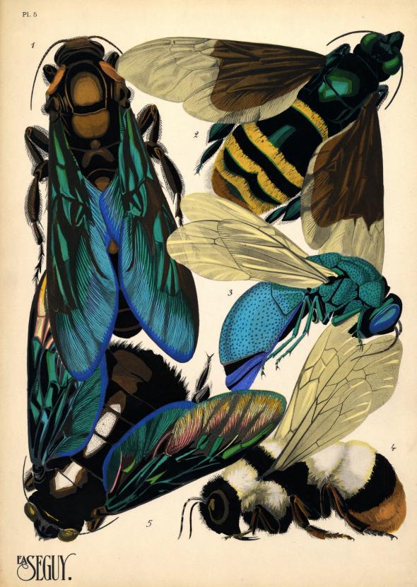 EA Seguy insects history: Prints of insects for art nouveau and art ...