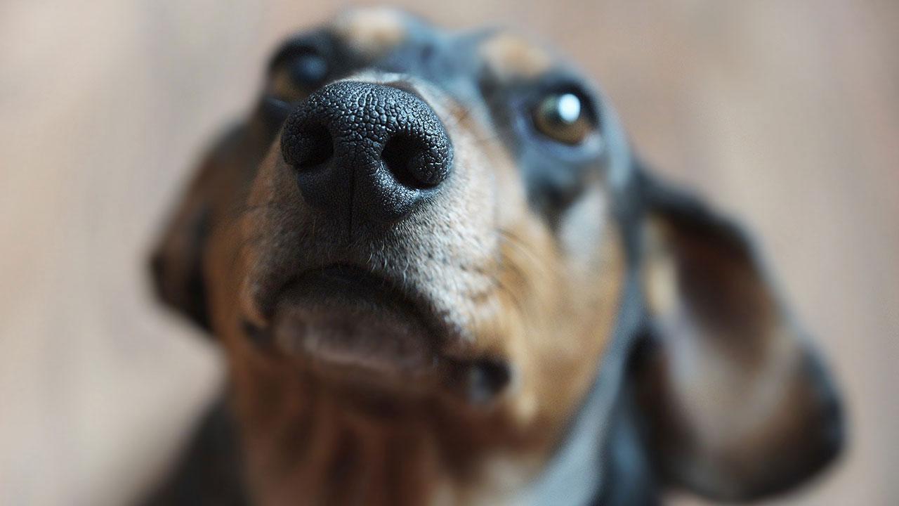 How to tell an animal is tame: Traits linked to domesticated animals ...