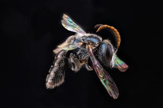 The U.S. Geological Survey Bee Inventory and Monitoring Lab photograph ...