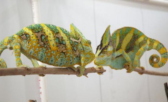 Why do chameleons change color? Fighting footage shows another use for ...
