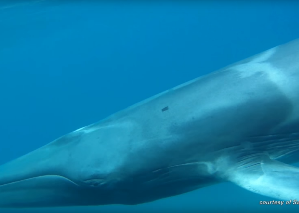 Scientists capture the first-ever video of the rare Omura’s whale. (VIDEO)