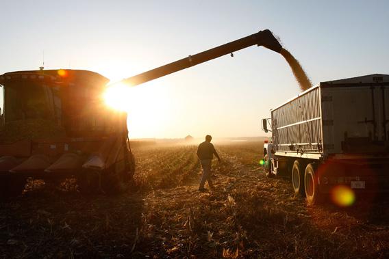 Small-scale grain farmers: Can local grains be profitable?