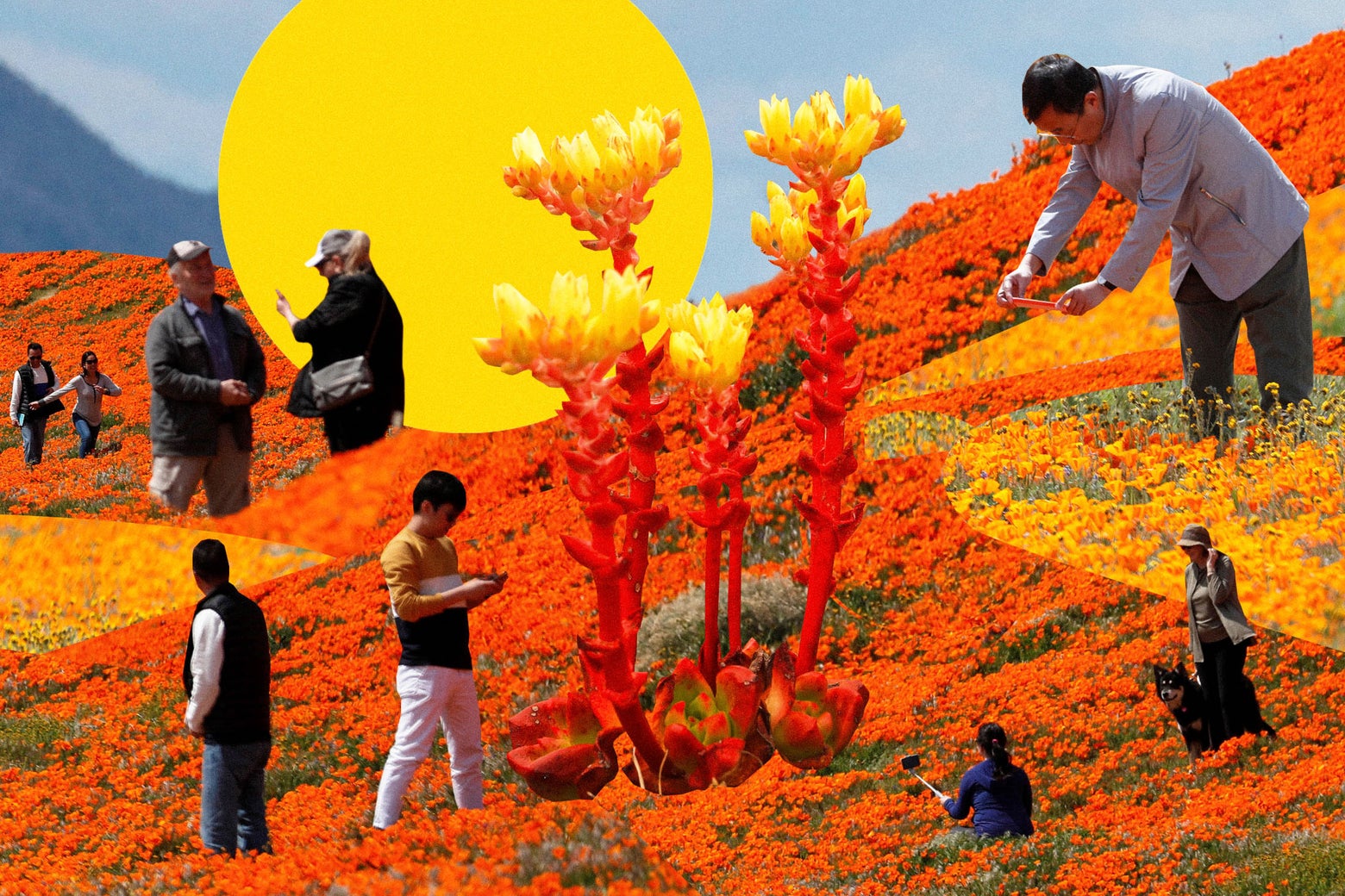 When nature and the internet collide, nature usually loses.