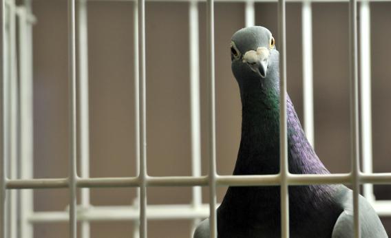 Pigeon Brain: Navigation Abilities Linked to Special Neuron Cells
