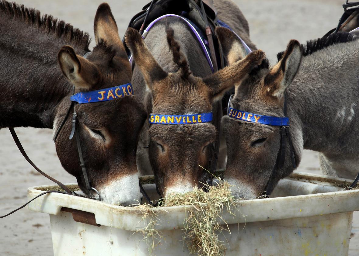 “Real Donkeys” uses digital donkey translator at London event.