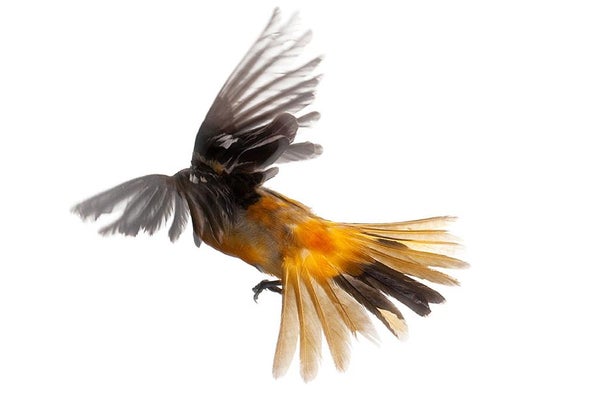 "Aviary" is a study of birds in flight captured in photo-booth style ...