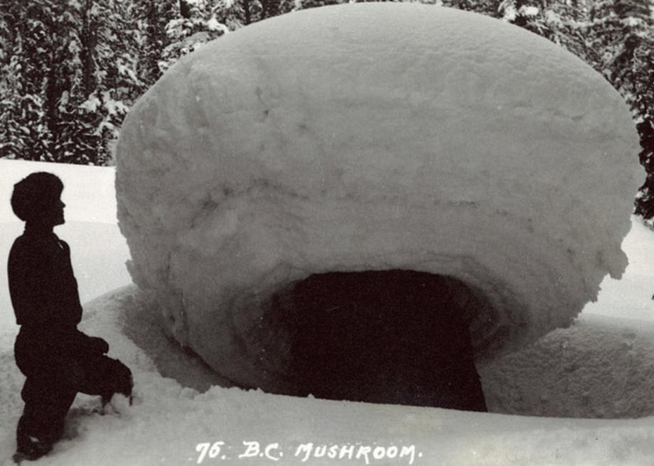 These giant snow mushrooms can grow to 12 feet wide.
