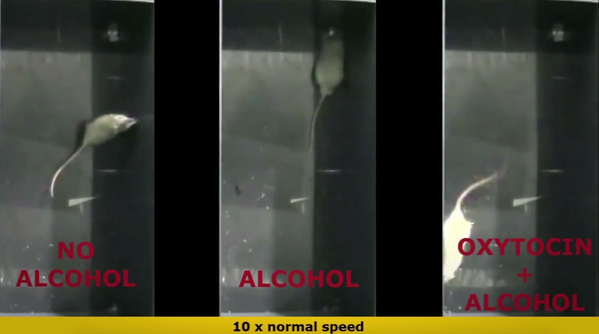 Drunks rats and “cuddle hormone”: How Oxytocin removes effects of ...