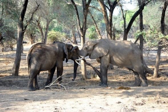 How do adult male elephants interact with other elephants?