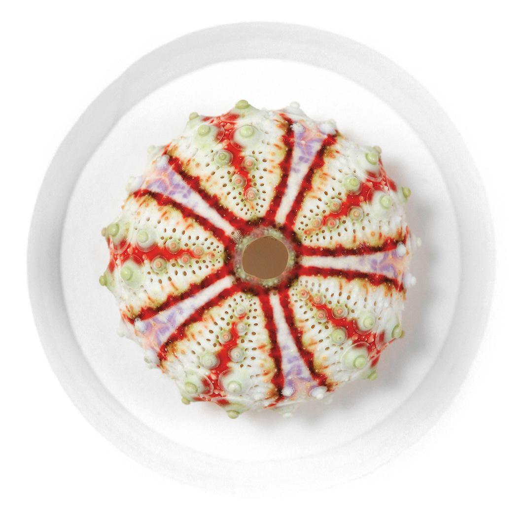 Christopher Marley photographs the natural world in his book, Biophilia.