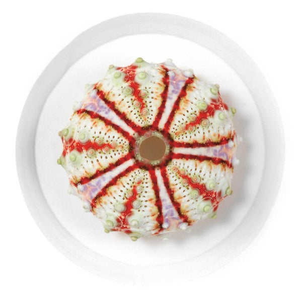 Christopher Marley photographs the natural world in his book, Biophilia.