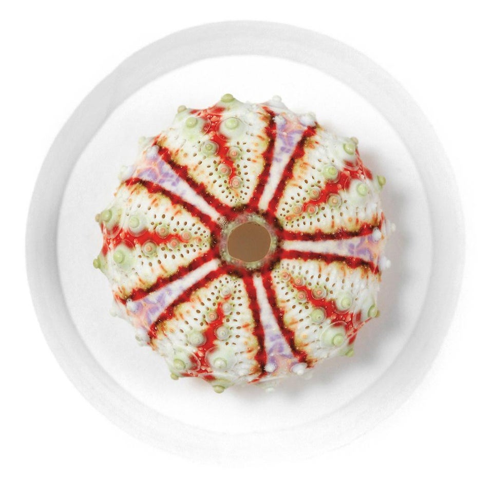 Christopher Marley photographs the natural world in his book, Biophilia.