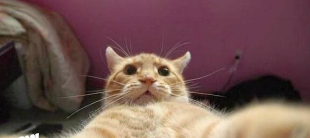 SnapCat: Free app allows cats to take selfies.