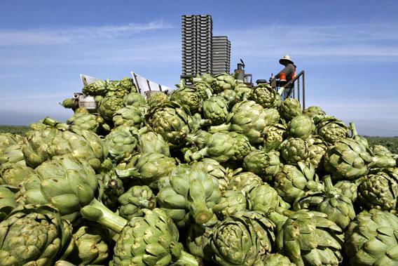 California grows all of our fruits and vegetables. What would we eat ...