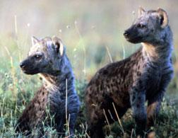 The life story of a hyena.